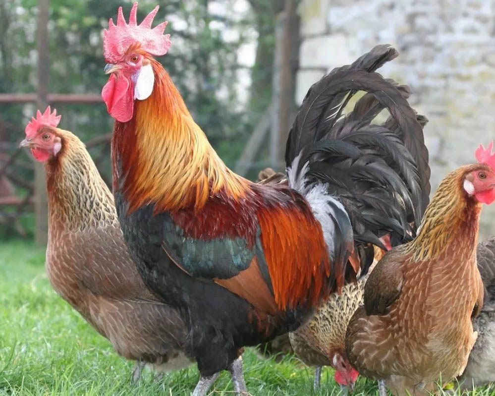 La poule Gauloise dorée : Un mélange de douceur et éclat